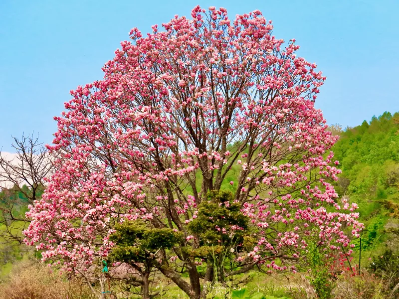 Magnolia Tree Landscaping in Antioch, CA | Senior Discount